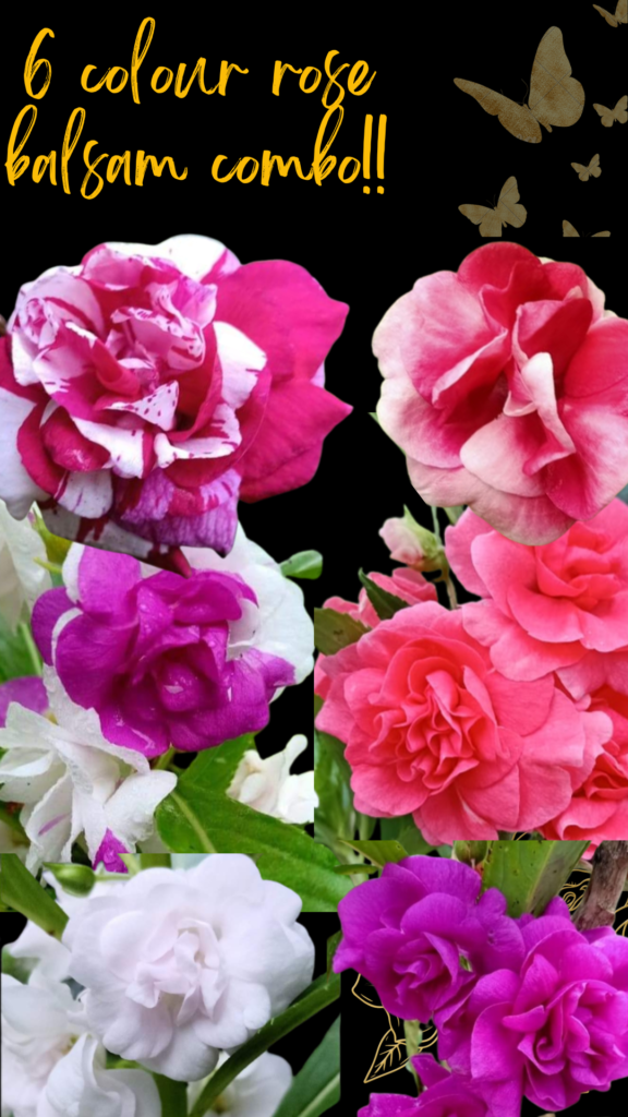 Balsam rose combo 6 colour combo - Nanthavanathil - The seed to create ...